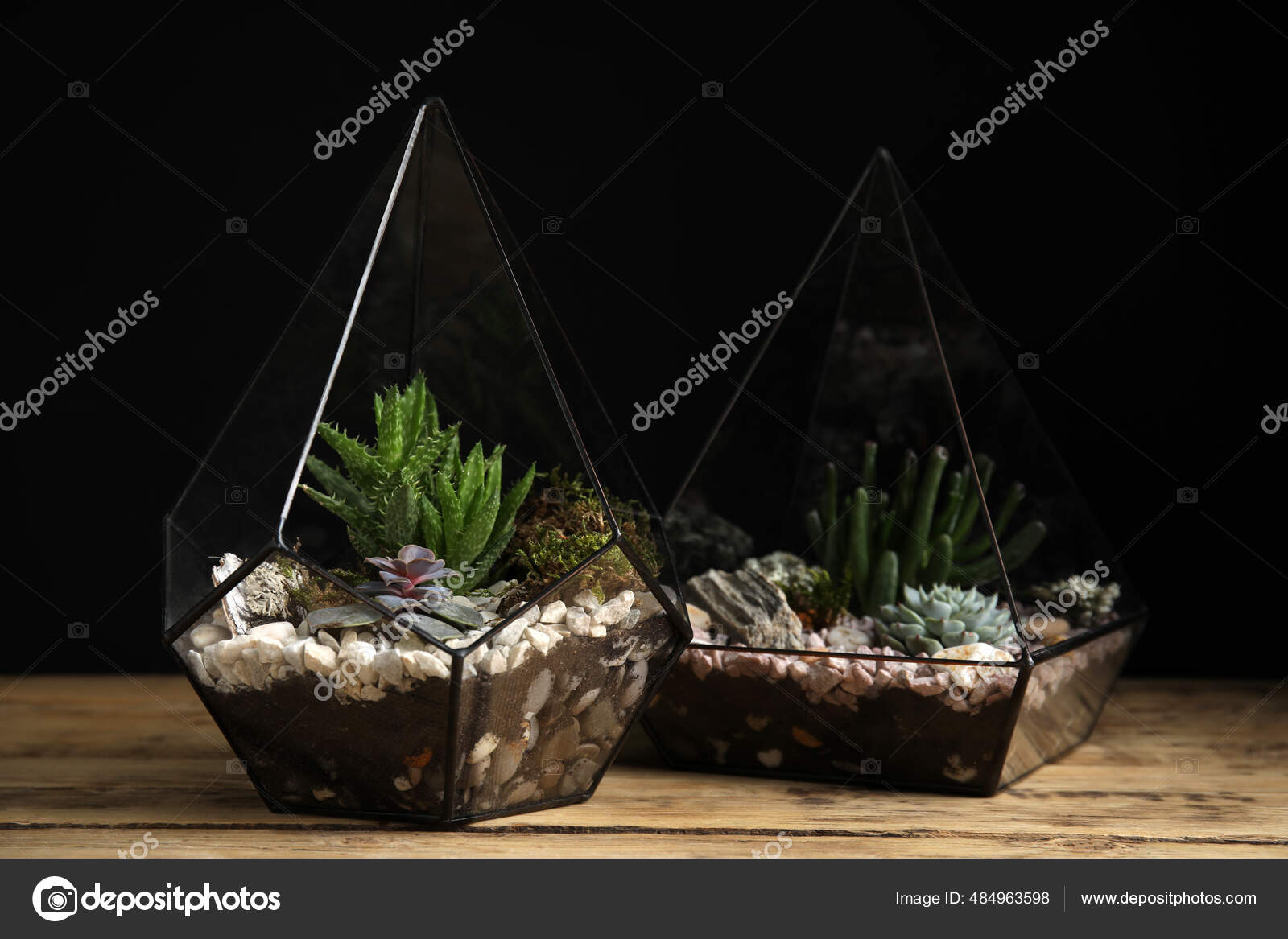 Different Florariums Beautiful Succulents Wooden Table Black Background ...