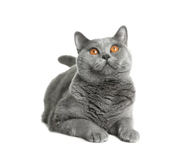Gato gris claro Stock Photos, Royalty Free Gato gris claro Images ...