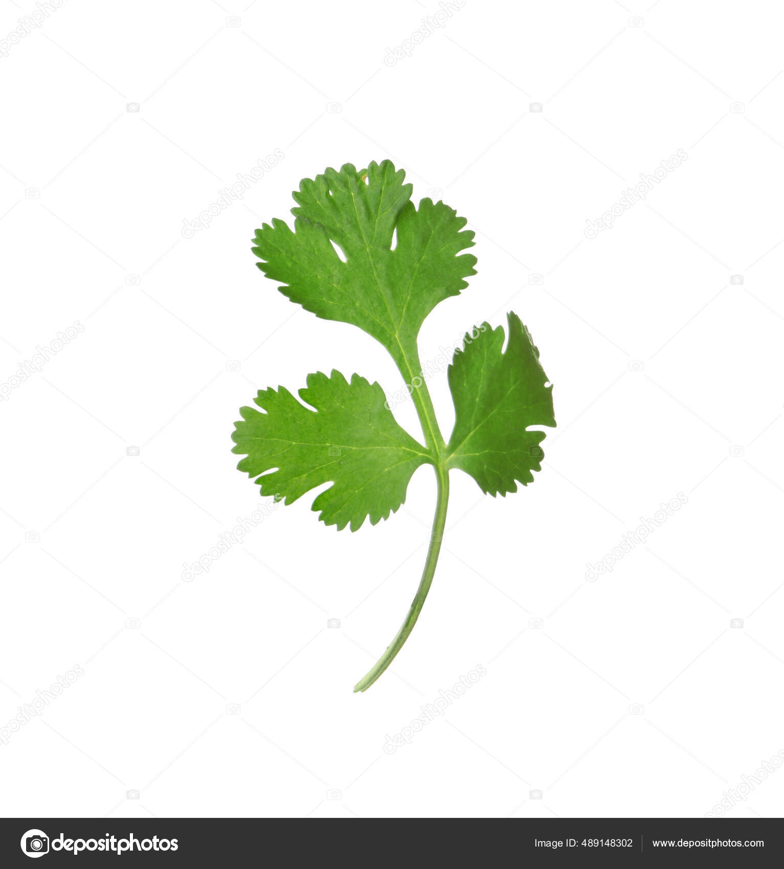 Aromatic Fresh Green Cilantro Isolated White — Stock Photo © NewAfrica ...