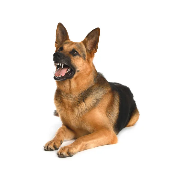 Aggressive German Shepherd Dog Grey Background Stock Photo by ...