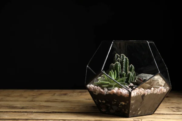 Different Florariums Beautiful Succulents Wooden Table Black Background ...