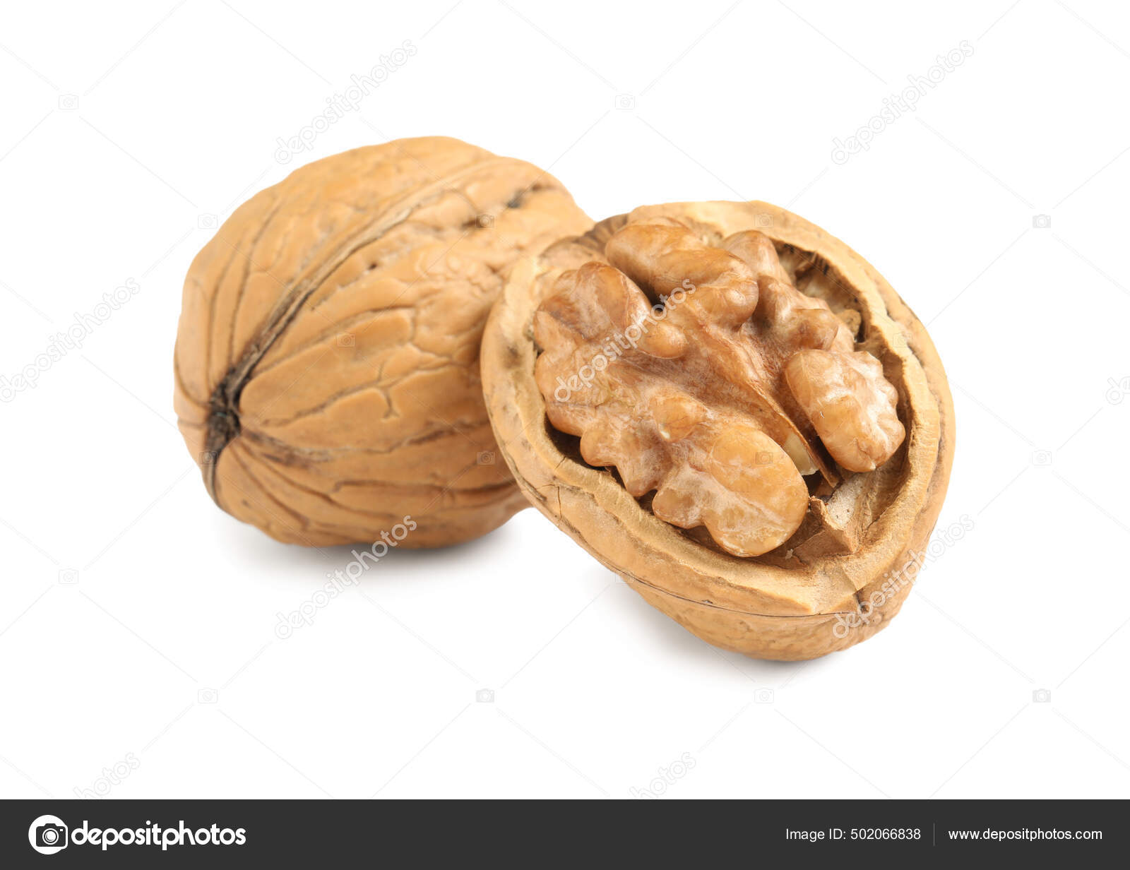 Fresh Ripe Walnuts Shell White Background — Stock Photo © NewAfrica ...