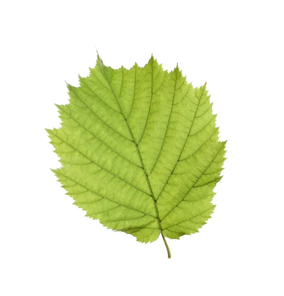Hazel leaf Stock Photos, Royalty Free Hazel leaf Images | Depositphotos