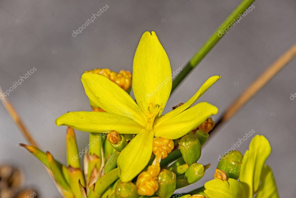 Una flor Bobartia indica, también conocida como Rush Iris, en el Cabo ...