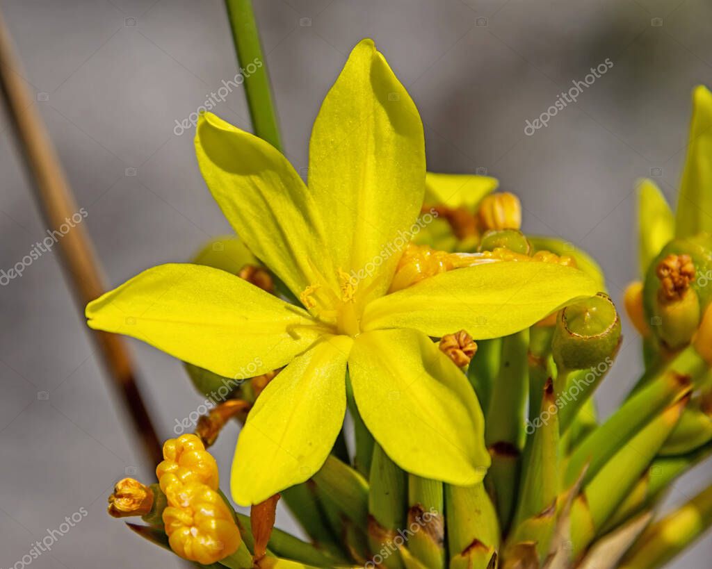 Una flor Bobartia indica, también conocida como Rush Iris, en el Cabo ...