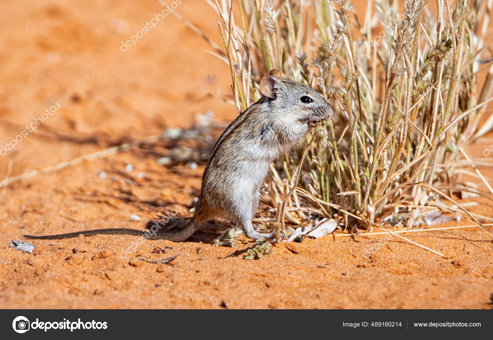 African Striped Mouse
