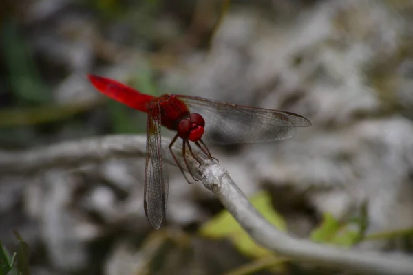 Red fly in nature Stock Photos, Royalty Free Red fly in nature Images ...
