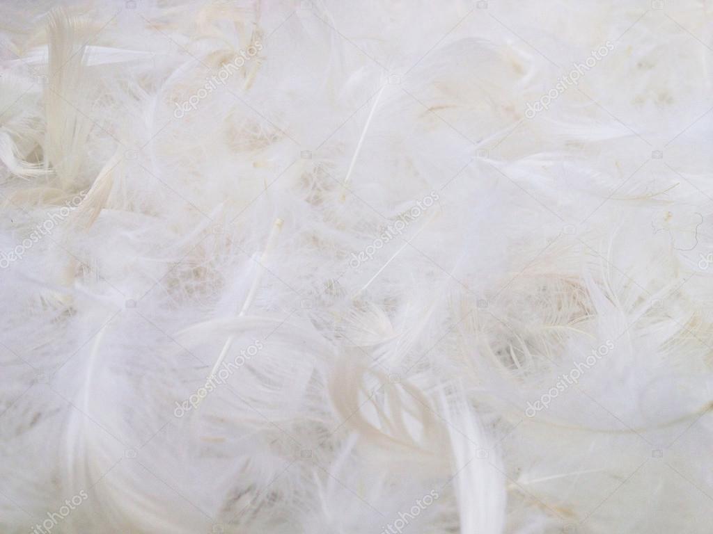 Chicken feather background — Stock Photo © ponsulak #67459149