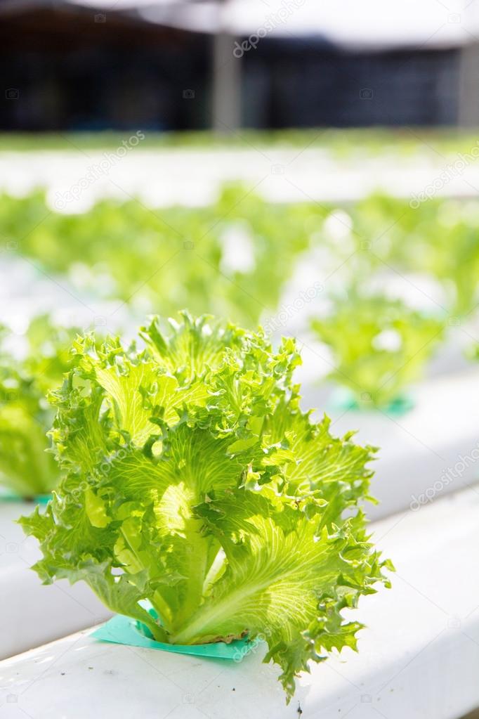 Granja de verduras hidrop nicas 2024