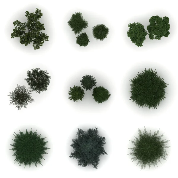 Tree top isolated Stock Photos, Royalty Free Tree top isolated Images ...