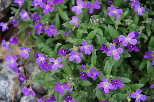 Alpine swiss flower Stock Photos, Royalty Free Alpine swiss flower ...