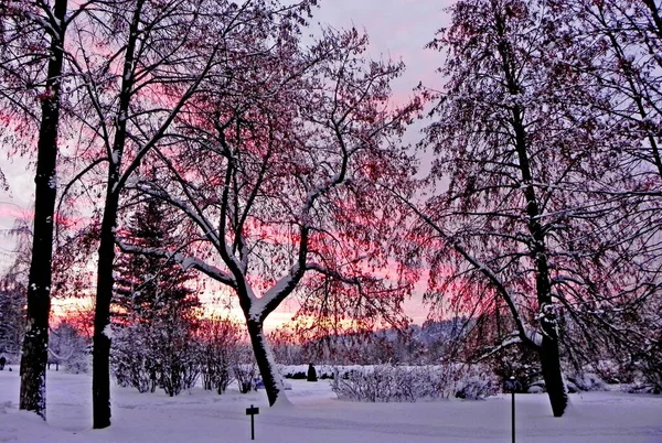 Pink winter scene Stock Photos, Royalty Free Pink winter scene Images ...