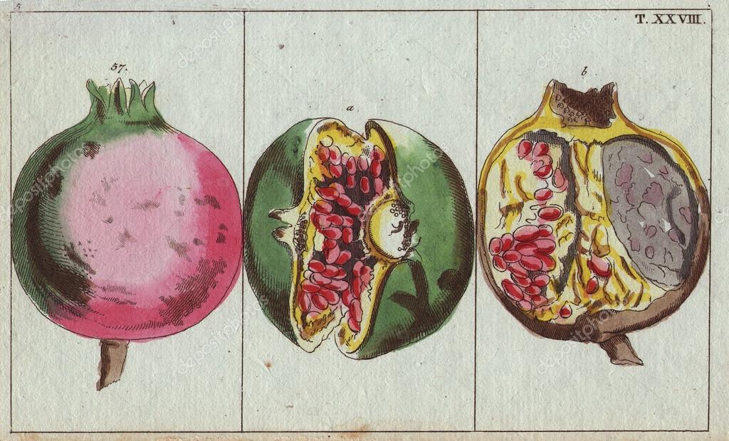 Fruto de granada, abierto mostrando semillas (arilos) y sección a ...