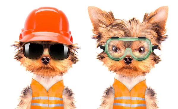 Builder dog Stock Photos, Royalty Free Builder dog Images | Depositphotos