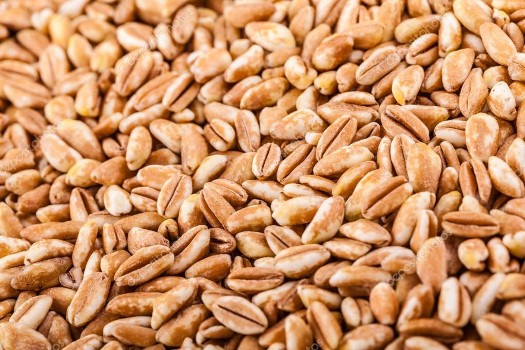 Spelt production — Stock Photo © dlpn #52420359