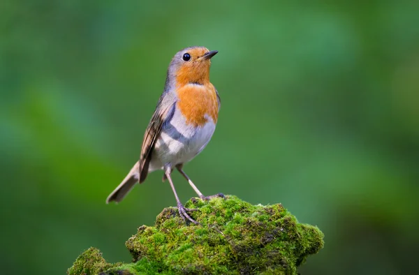 Robin - Stock Image - Everypixel