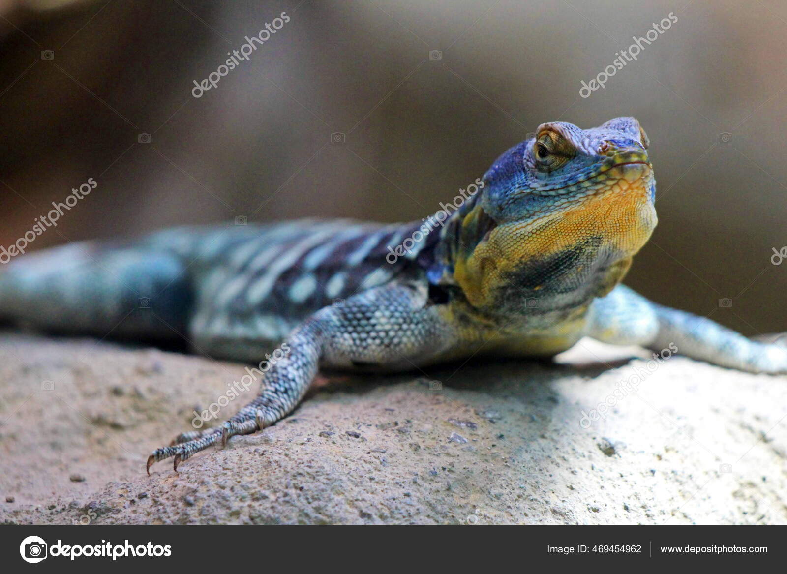 Baja Blue Rock Lizard, Petrosaurus thalassinus a species of large ...