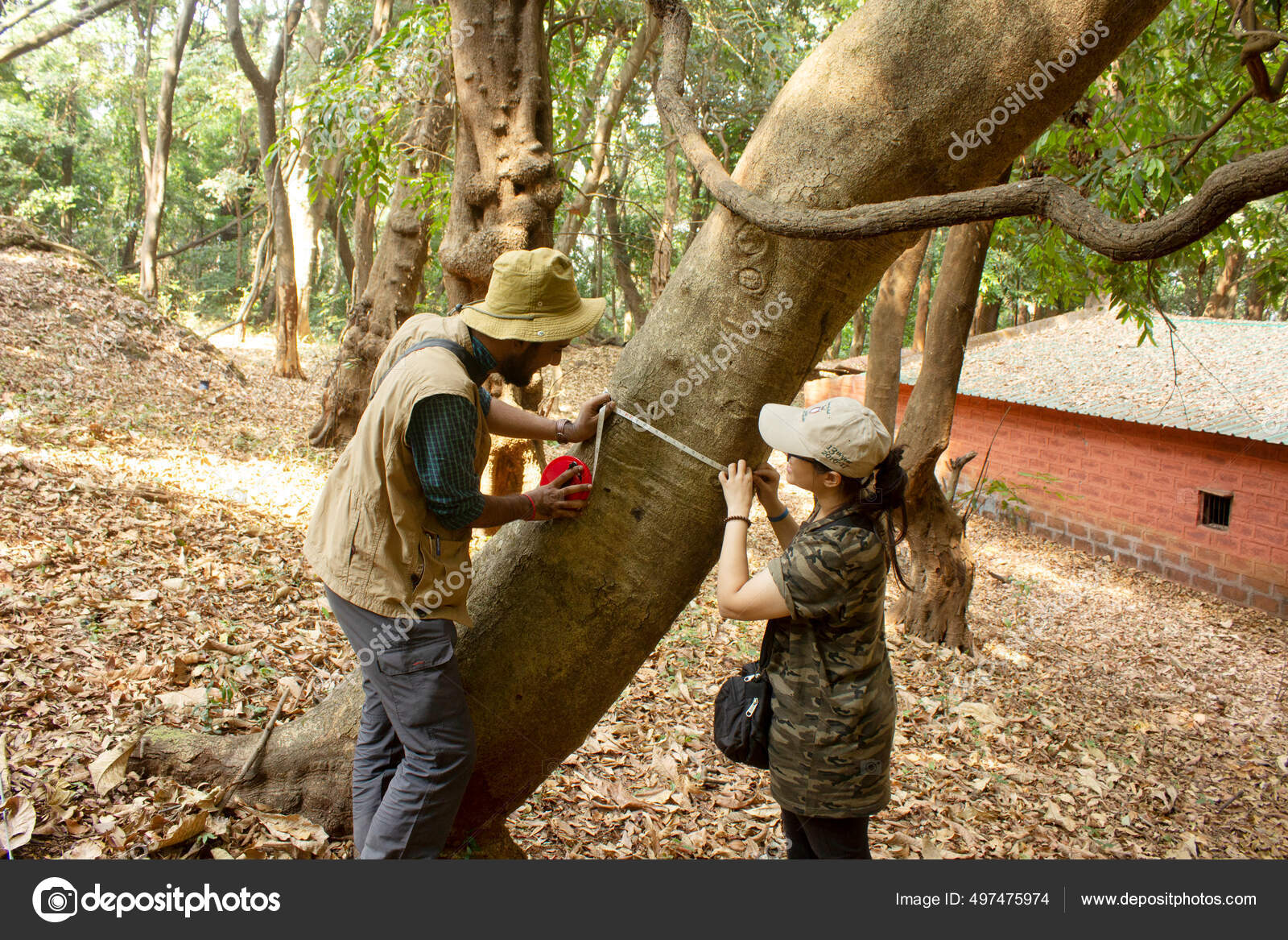 Two Ecologists Measuring Girth Tree Sacred Grove Breast Height – Stock ...
