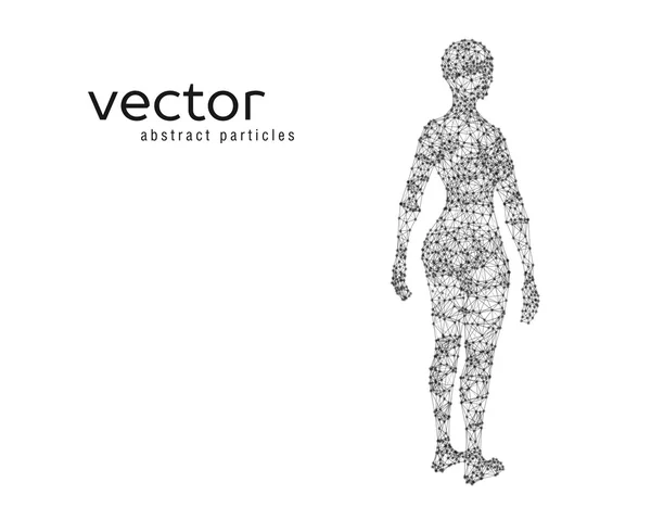 Vector illustration of female body Stock Vector Image by ©julvil11 ...