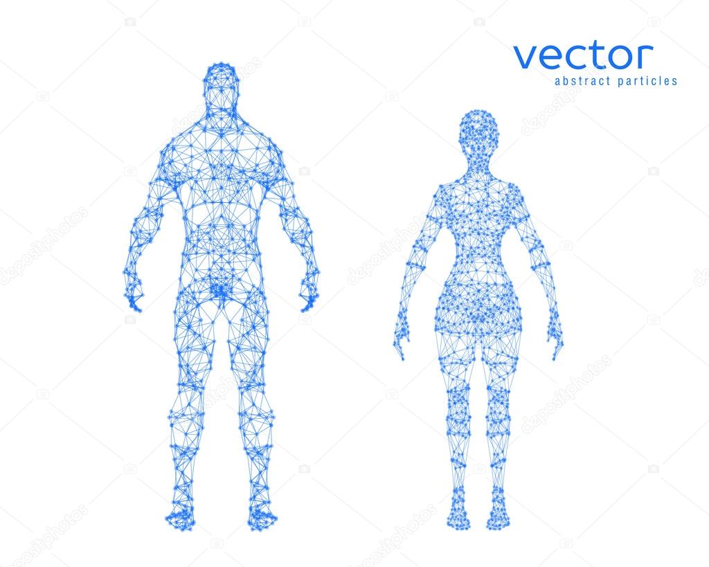 Vector illustration of male and female body Stock Vector Image by ...