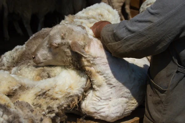 Sheep shearing scissors in hand Siberian village — Stock Photo ...