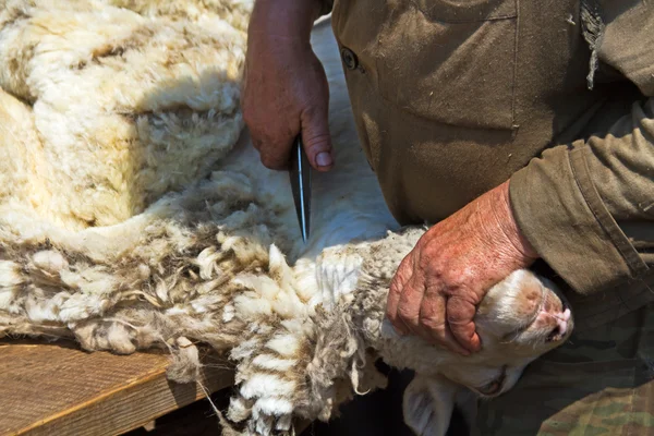 Sheep shearing scissors in hand Siberian village — Stock Photo ...