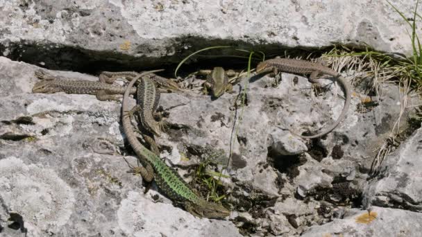 63 Kafkas kertenkelesi Videos, Royalty-free Stock Kafkas kertenkelesi ...