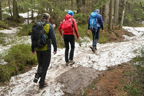 Three hikers wearing jackets walking in forest, path partly covered ...
