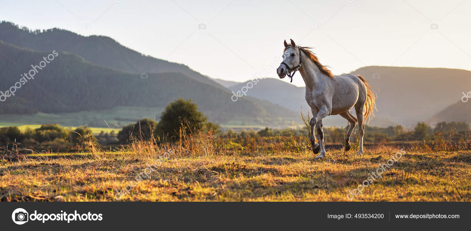 White Arabian Horse Walking Grass Field Afternoon Sun Shines Background ...