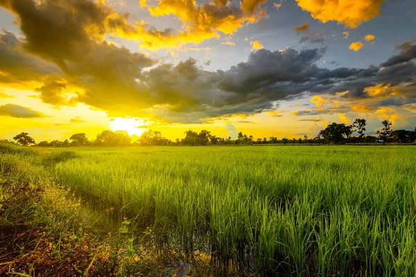 Rice field sunset Stock Photos, Royalty Free Rice field sunset Images | Depositphotos