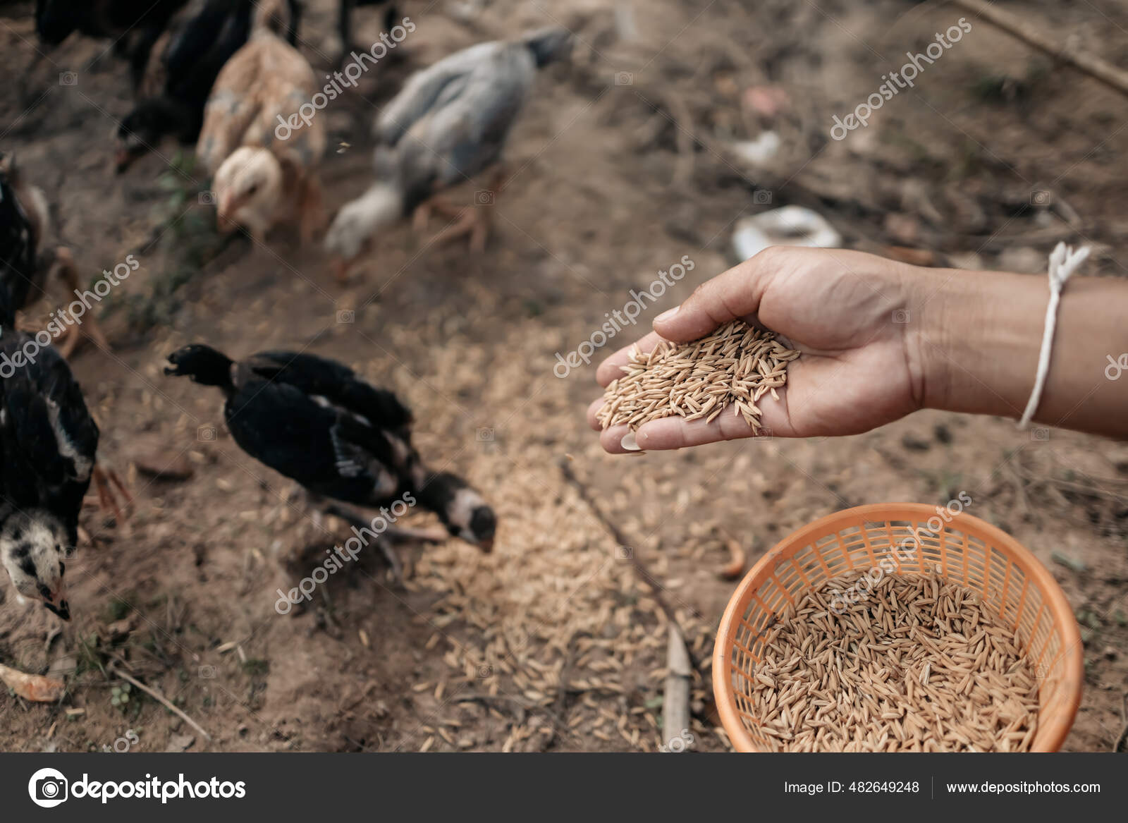 Hand Farmer Feeding Chicken Hen Duck Goose Rice Grain Farm — Stock ...