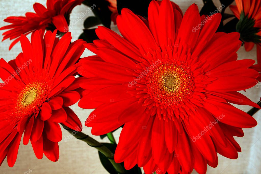 Dos grandes flores de gerberas rojas 2024