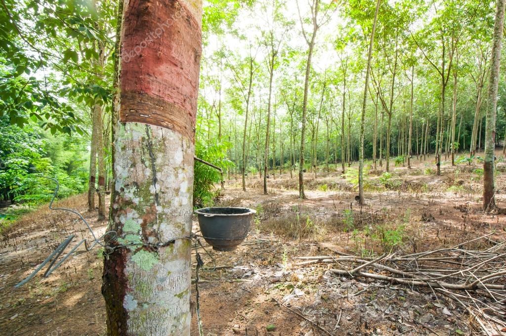 Rubber tree havesting — Stock Photo © CoffeeMate #87104430