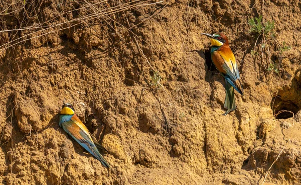 Ethiopia birds Stock Photos, Royalty Free Ethiopia birds Images ...