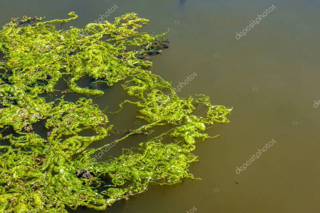 estanque de algas, florecimiento de algas perjudiciales (NAV) es la floración del agua, que ...