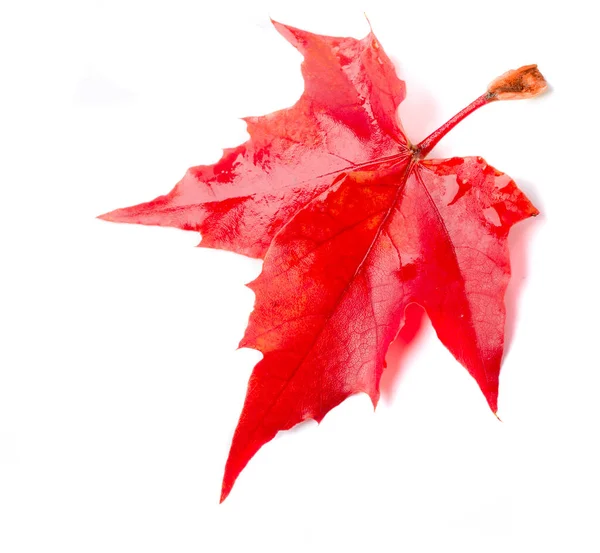 Red maple leaf Stock Photos, Royalty Free Red maple leaf Images ...