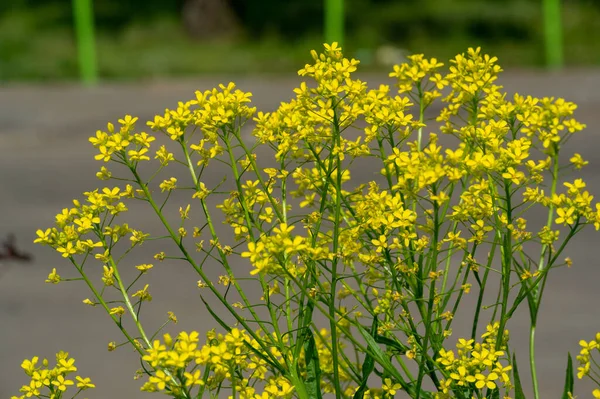 Black and yellow scallions Stock Photos, Royalty Free Black and yellow ...