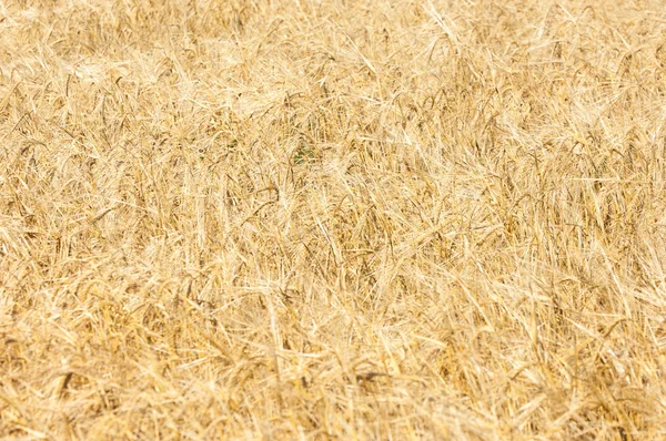 100,000 Regime de relva seca Vector Images | Depositphotos