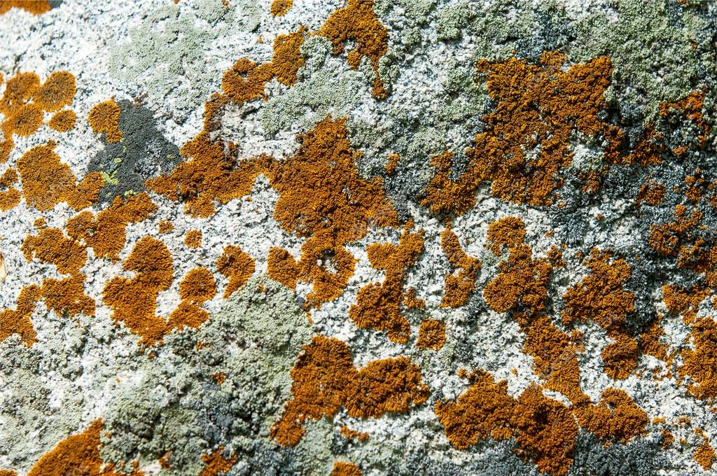 Lichen texture | Lichen texture — Stock Photo © ekina1 #68548149