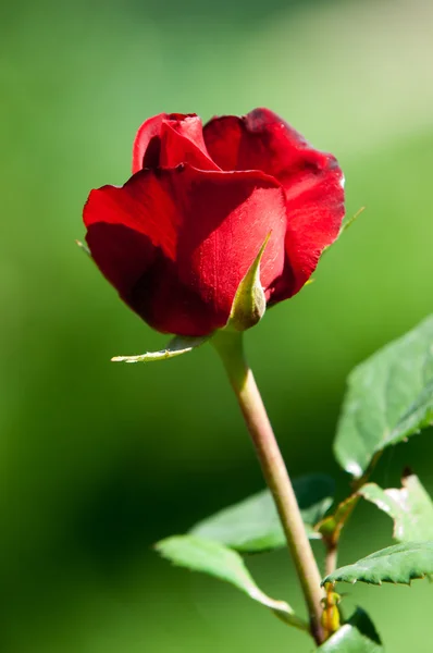 Single Red Rose Bud — Stock Photo © kat08 #43060131
