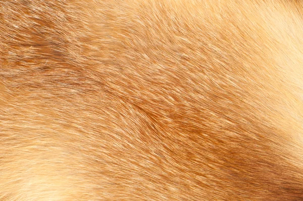 Textures red fox fur — Stock Photo © ekina1 #73733295