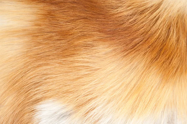 Textures red fox fur — Stock Photo © ekina1 #73733427
