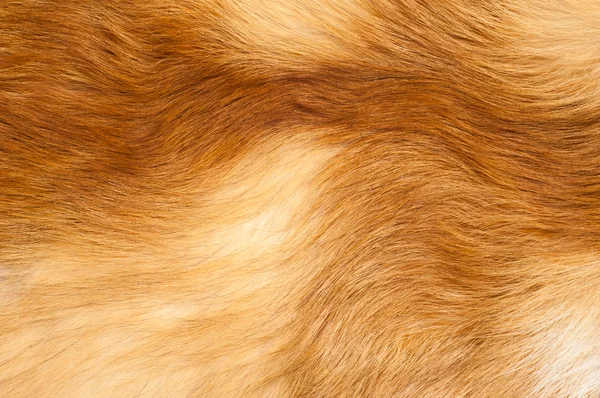 Textures red fox fur — Stock Photo © ekina1 #73732197