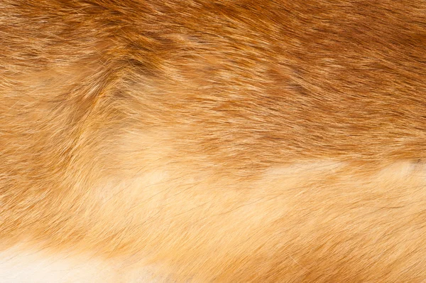 Textures red fox fur — Stock Photo © ekina1 #73733295