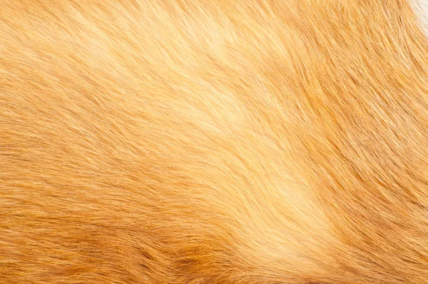 Textures red fox fur — Stock Photo © ekina1 #73732197