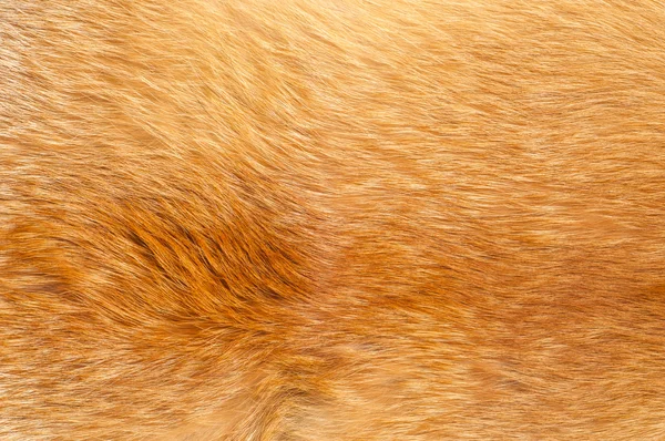 Textures red fox fur Stock Photo by ©ekina1 73732645