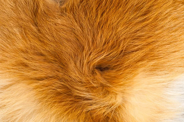 Textures red fox fur - Stock Image - Everypixel