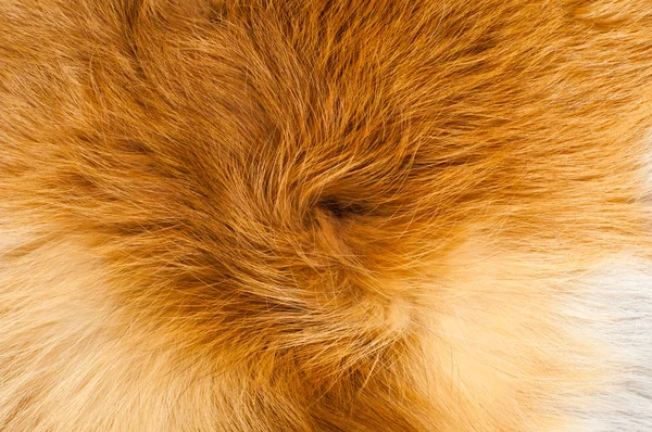 Textures red fox fur — Stock Photo © ekina1 #73732559