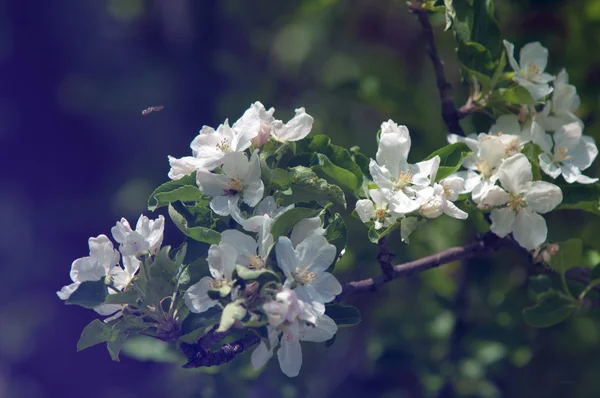 Flowers of apple - Stock Image - Everypixel