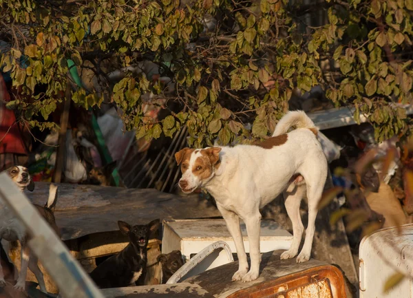 Homeless wild dogs Stock Photos, Royalty Free Homeless wild dogs Images | Depositphotos